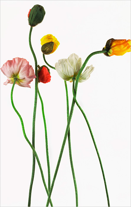 Bill Beckley | Escape Into Life