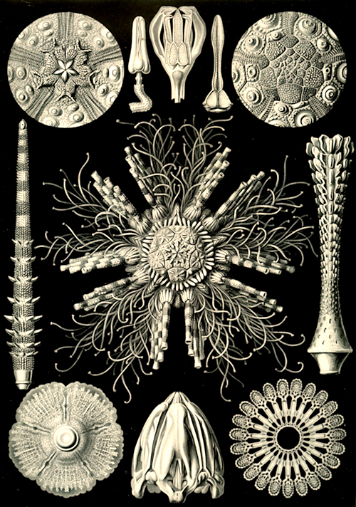 Ernst Haeckel’s Kunstformen der Natur | Escape Into Life